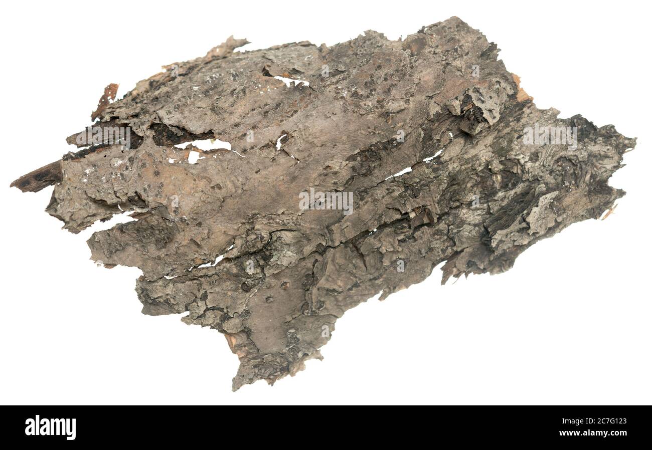 Bark isolated on white background Stock Photo - Alamy