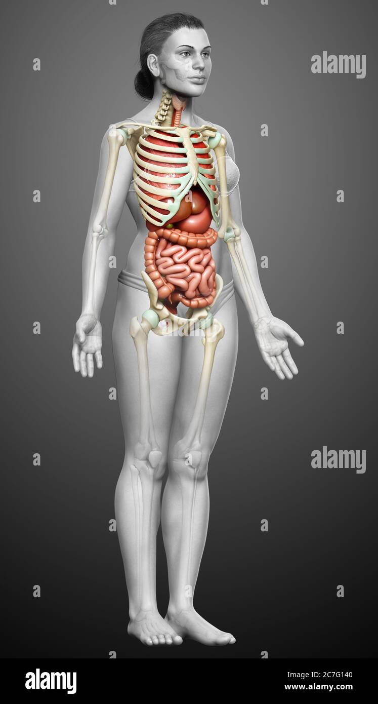 3d rendered medically accurate illustration of female Internal organs ...