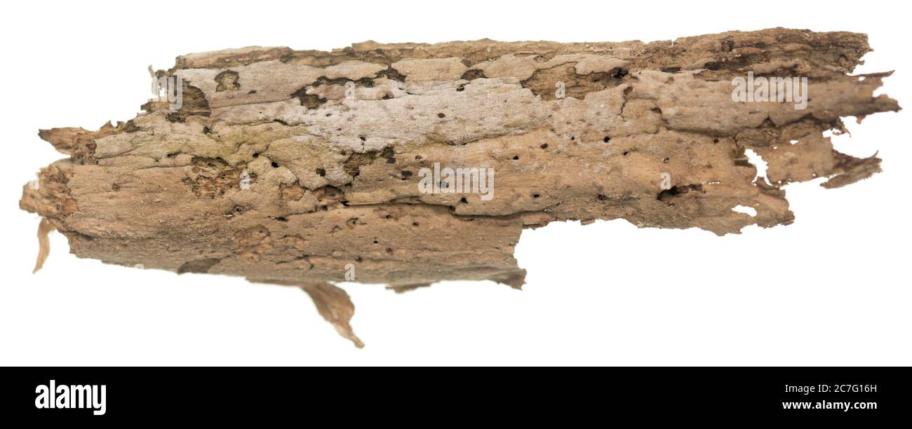 Rotten wood isolated on white background Stock Photo - Alamy