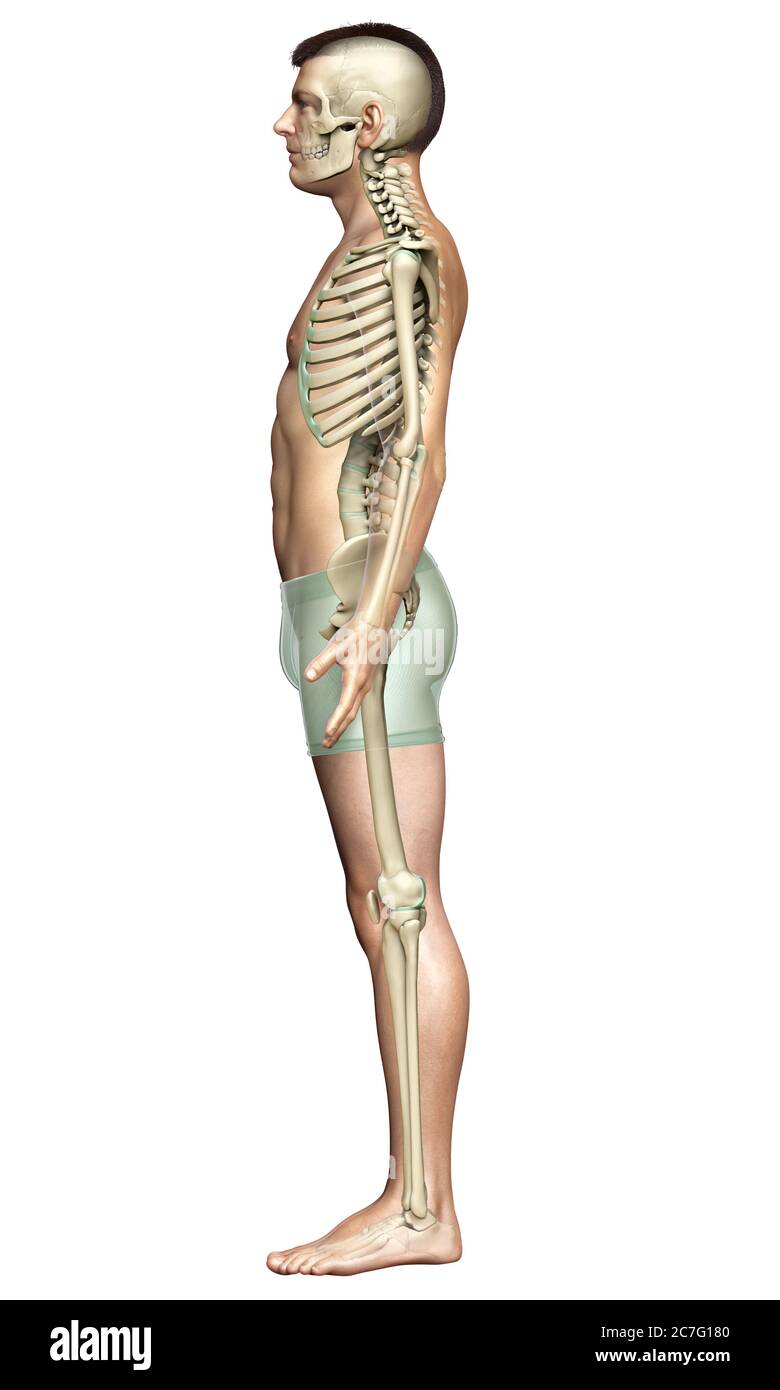 3d rendered, medically accurate illustration of a male skeleton system ...