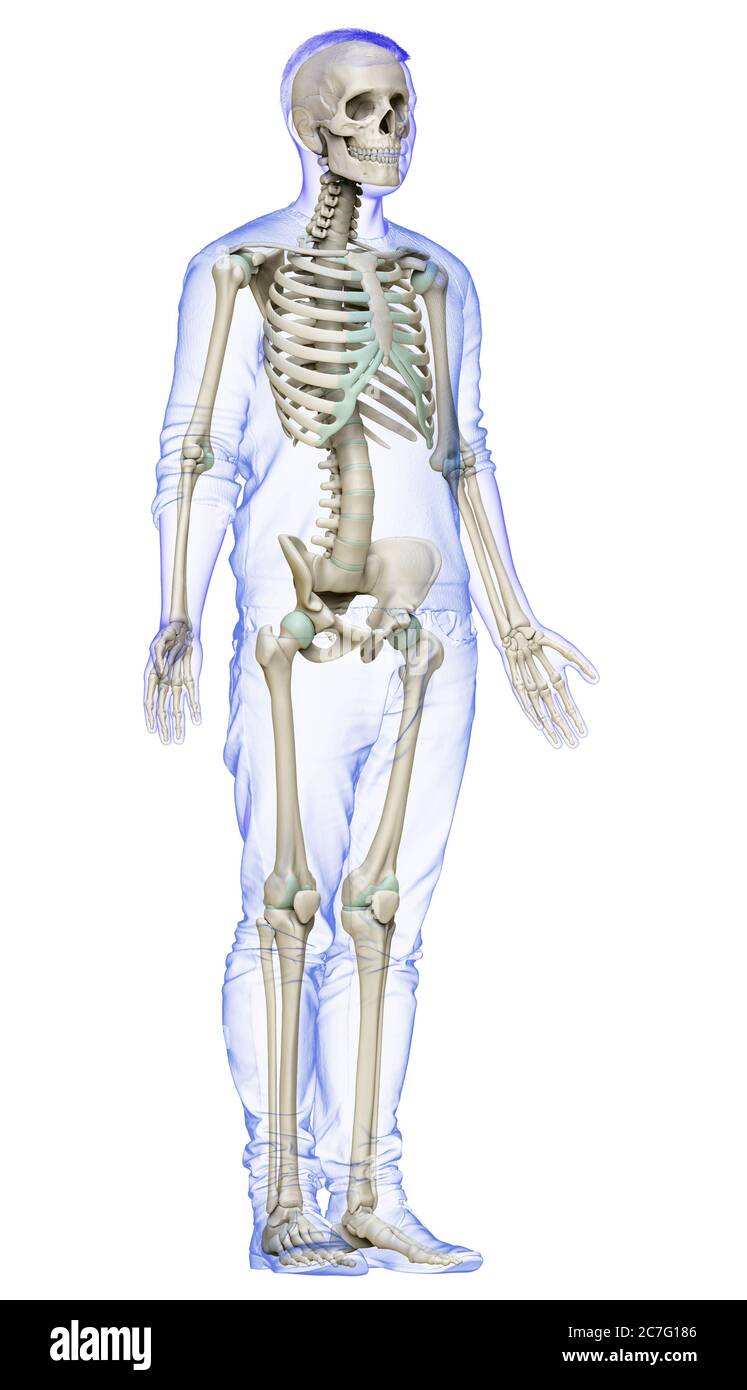 3d rendered, medically accurate illustration of a male skeleton system ...