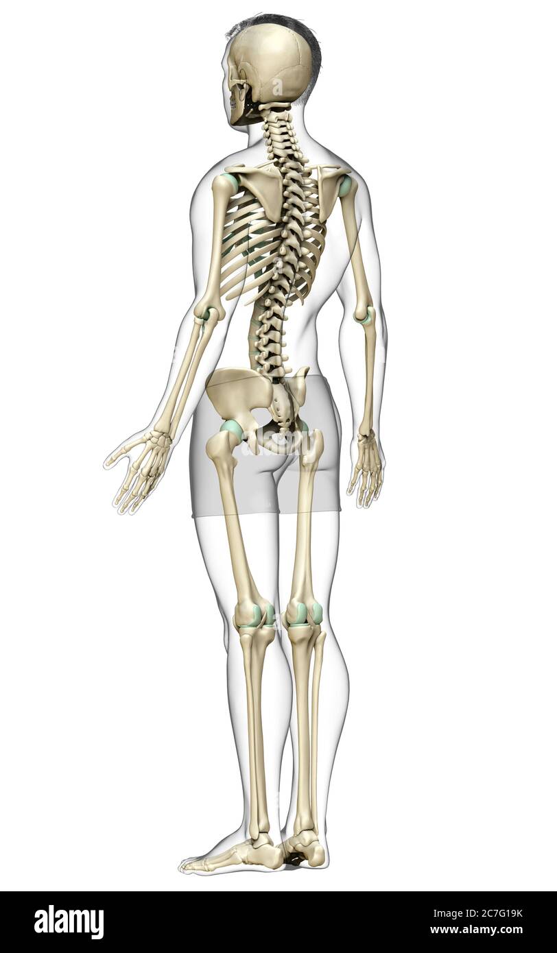 3d rendered, medically accurate illustration of a male skeleton system ...
