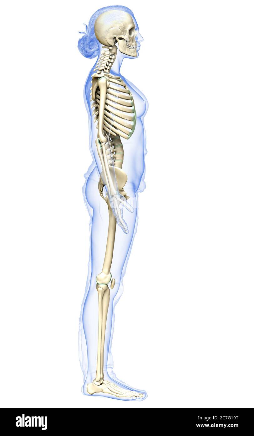 3d rendered, medically accurate illustration of a female skeleton ...