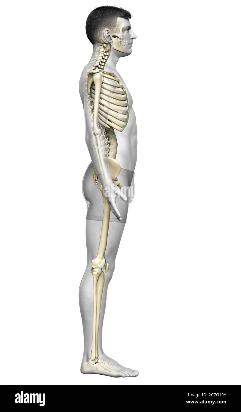 3d rendered, medically accurate illustration of a male skeleton system ...