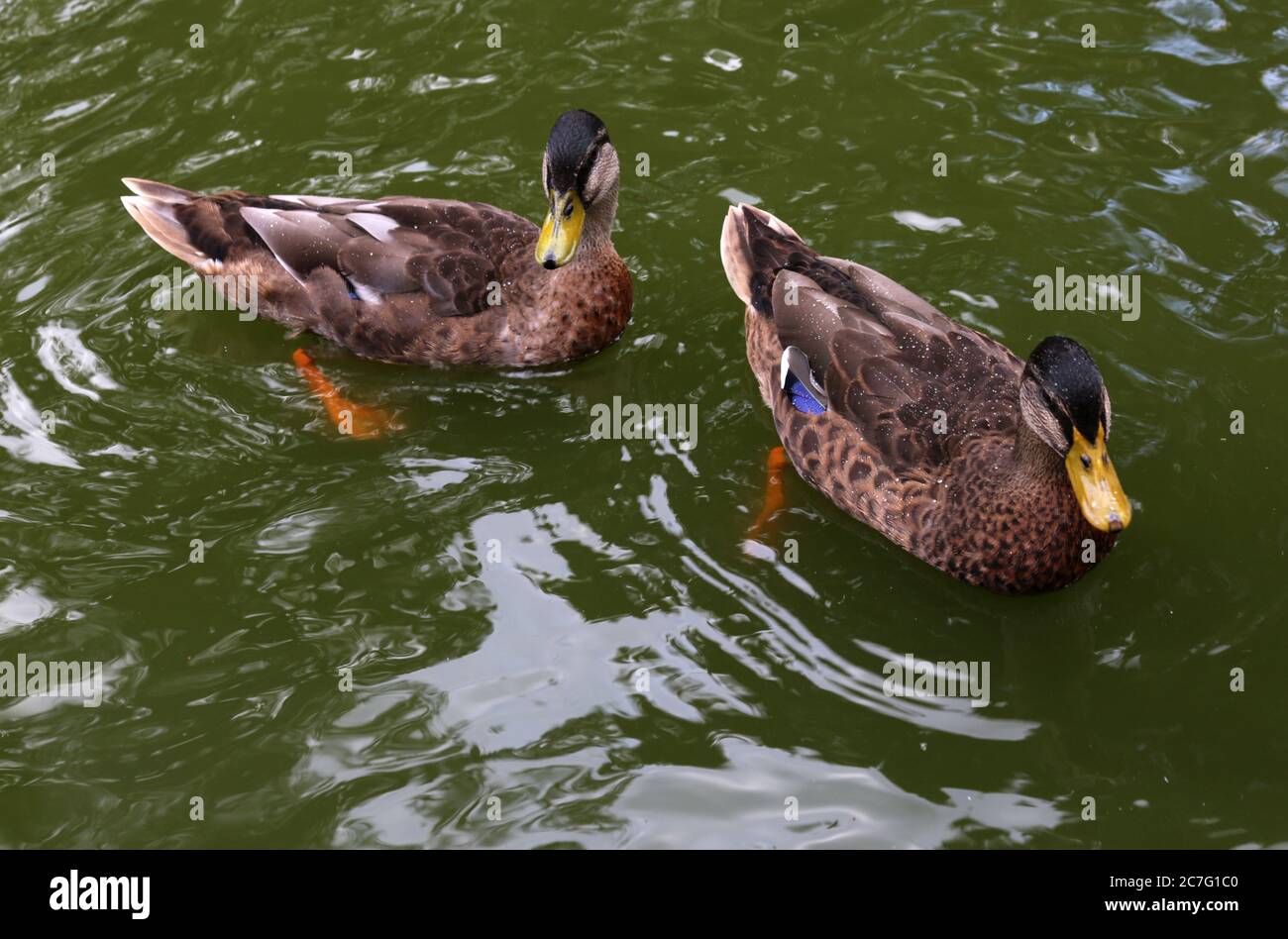 Attard. Malta. San Anton Gardens. Mallards on the pond Stock Photo - Alamy