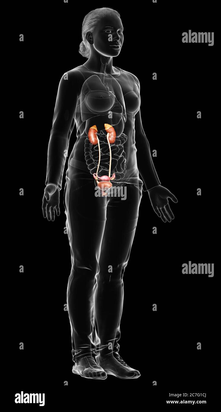 3d rendered, medically accurate illustration of female kidneys Stock ...