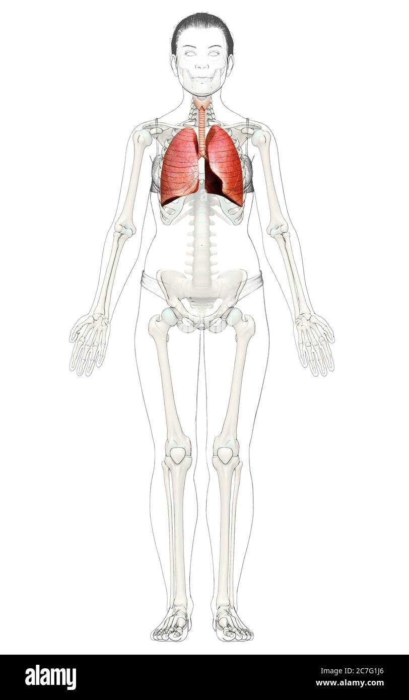 3d rendered, medically accurate illustration of a female lung anatomy ...