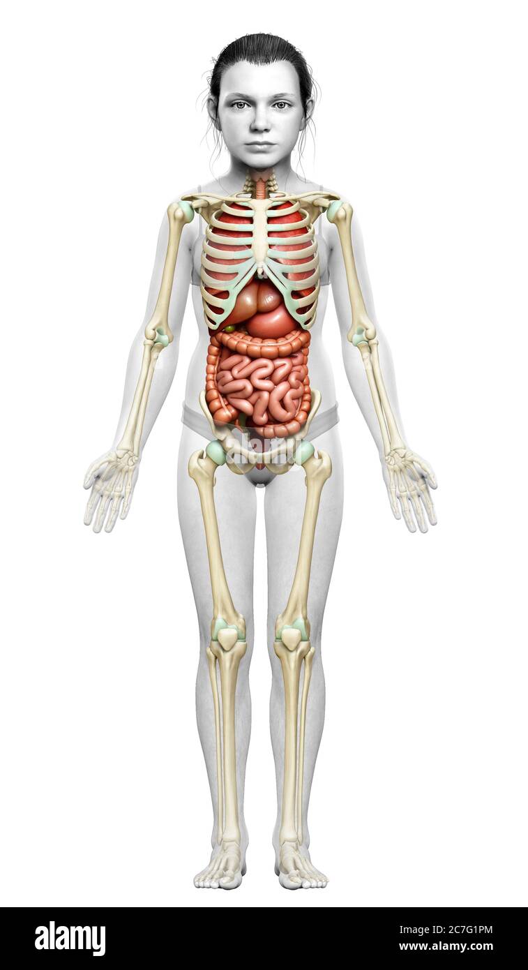 3d rendered medically accurate illustration of girl Internal organs and ...