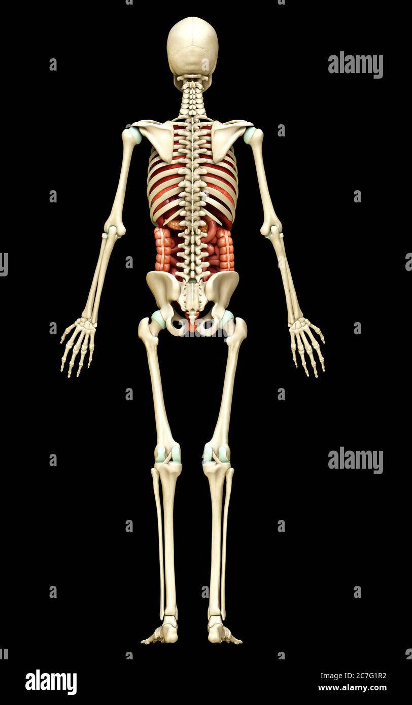 3d rendered medically accurate illustration of Internal organs and ...
