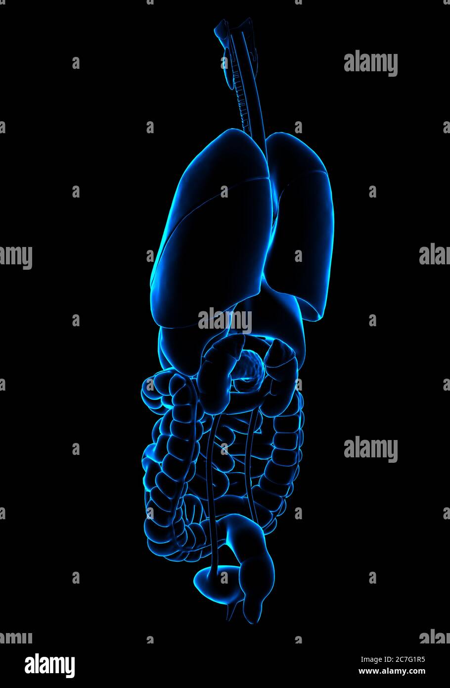 3d rendered medically accurate illustration of Internal organs Stock ...