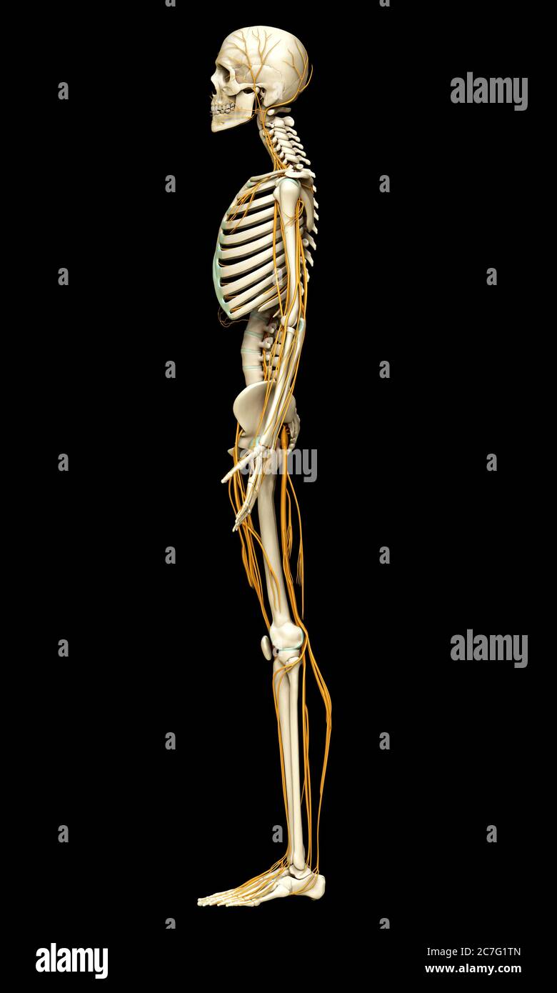 3d rendered medically accurate illustration of the nervous system and ...