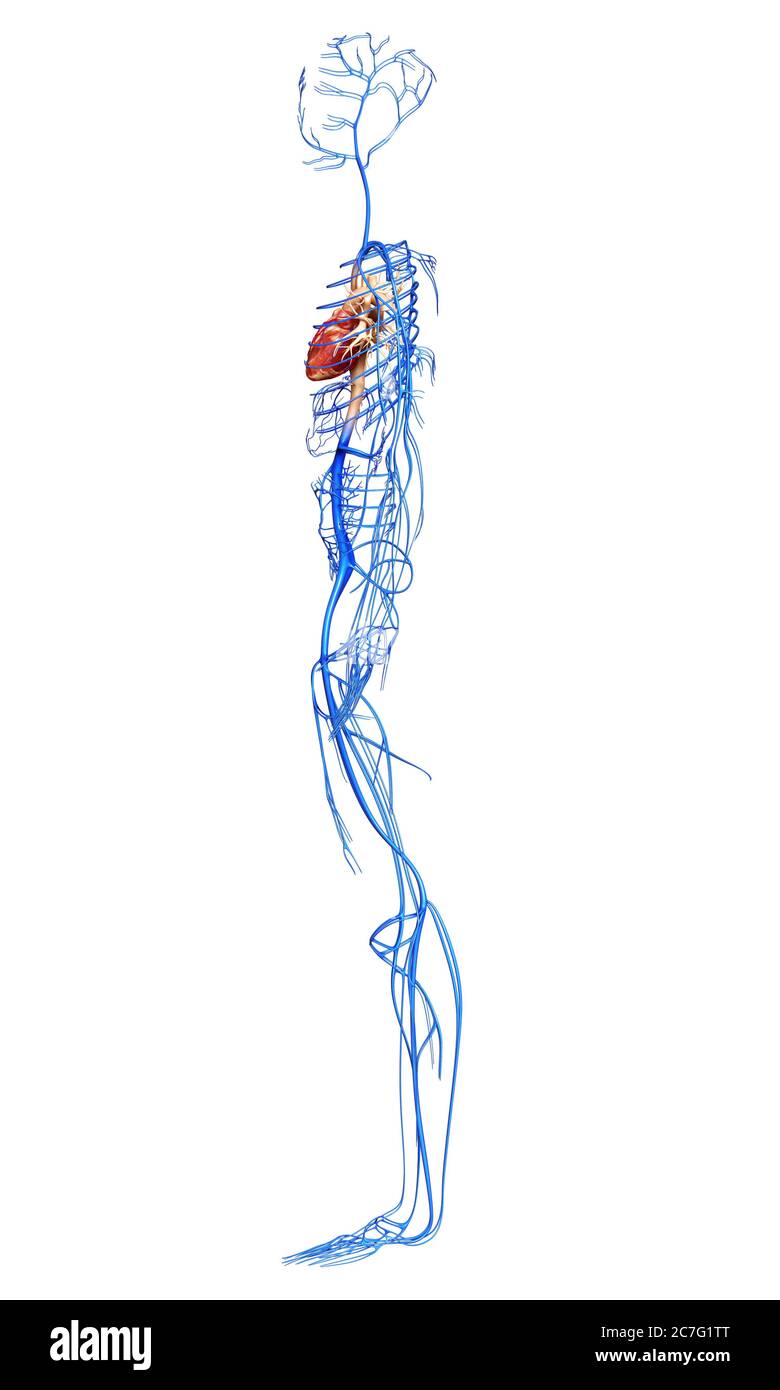 3d human body veins Cut Out Stock Images & Pictures - Alamy