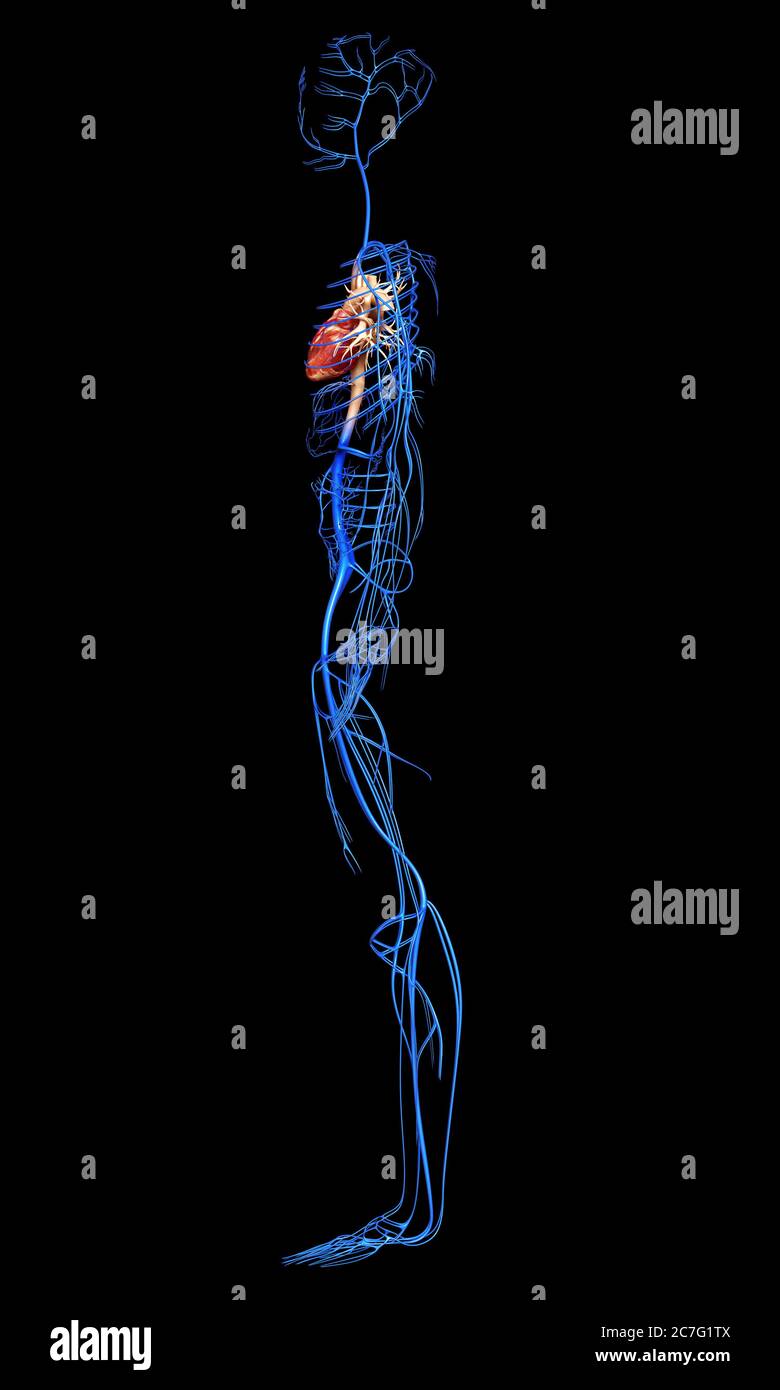 3d rendered medically accurate illustration of the Veins Stock Photo ...
