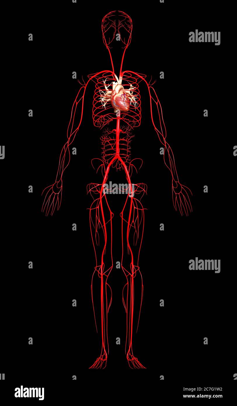 3d rendered medically accurate illustration of arteries Stock Photo - Alamy