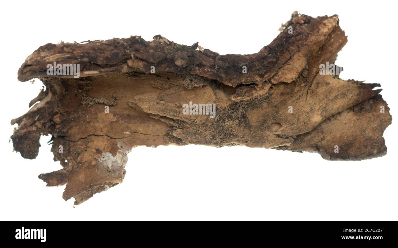 Rotten wood isolated on white background Stock Photo - Alamy