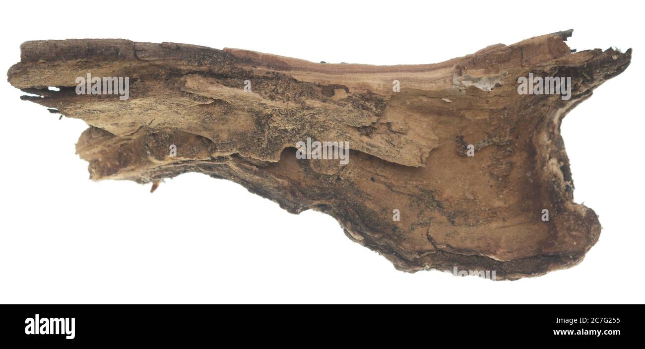 Rotten wood isolated on white background Stock Photo - Alamy