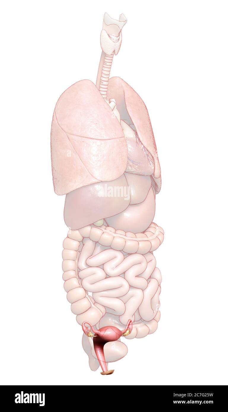 3d rendered medically accurate illustration of female uterus anatomy ...