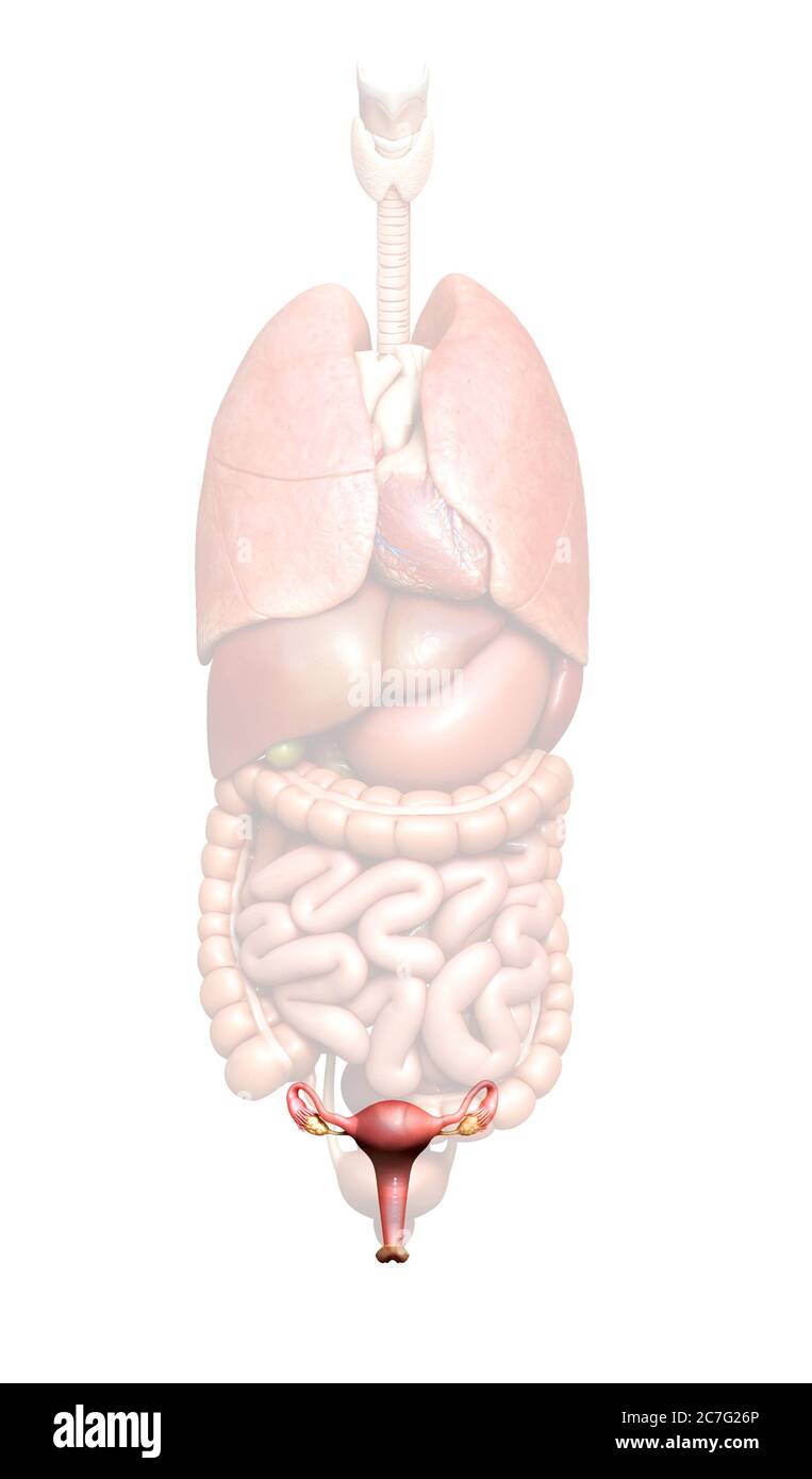 3d rendered medically accurate illustration of female uterus anatomy ...