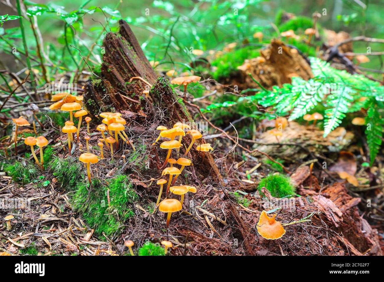 Mushrooms and moss attached to a cut tree stump. Mushroom colony on the ...