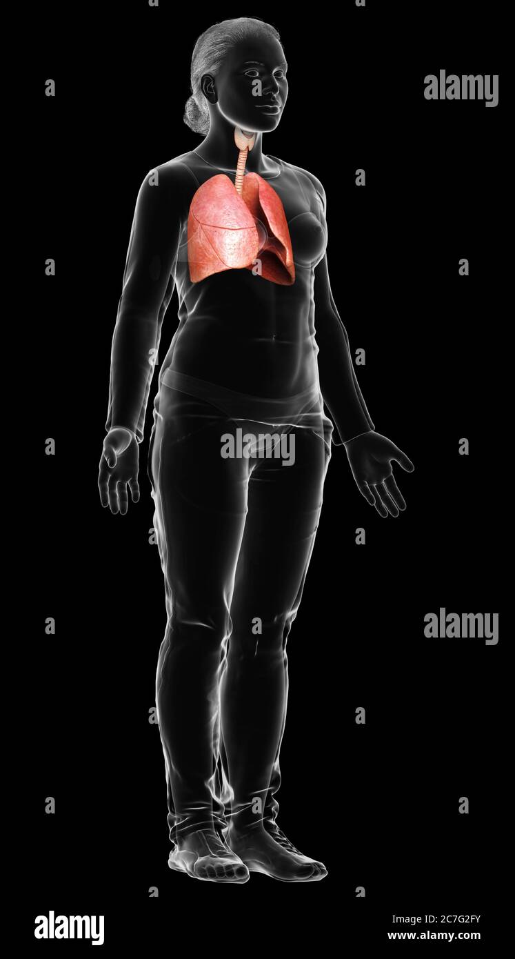 3d rendered, medically accurate illustration of a female lung anatomy ...