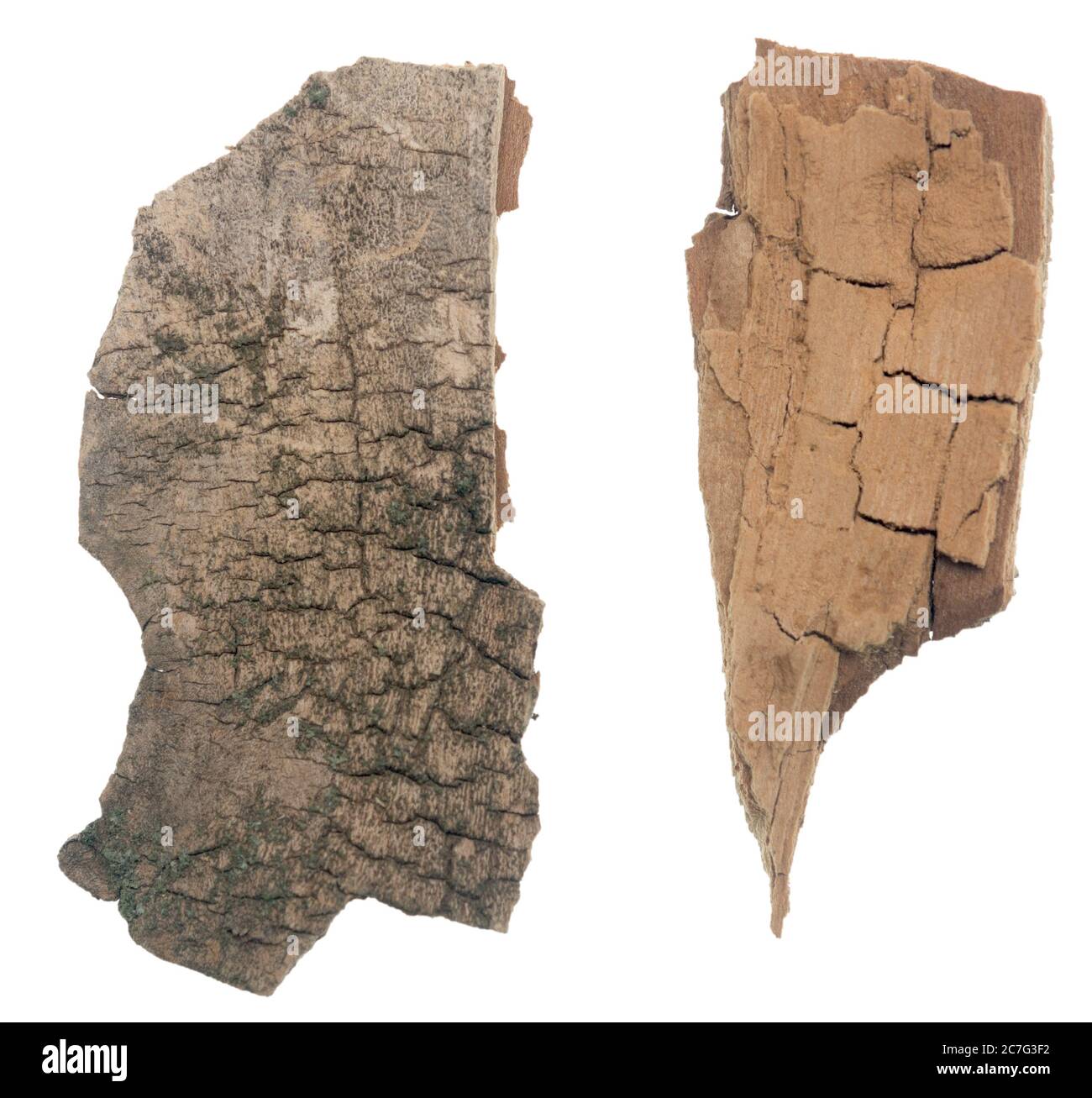 Rotten wood isolated on white background Stock Photo - Alamy