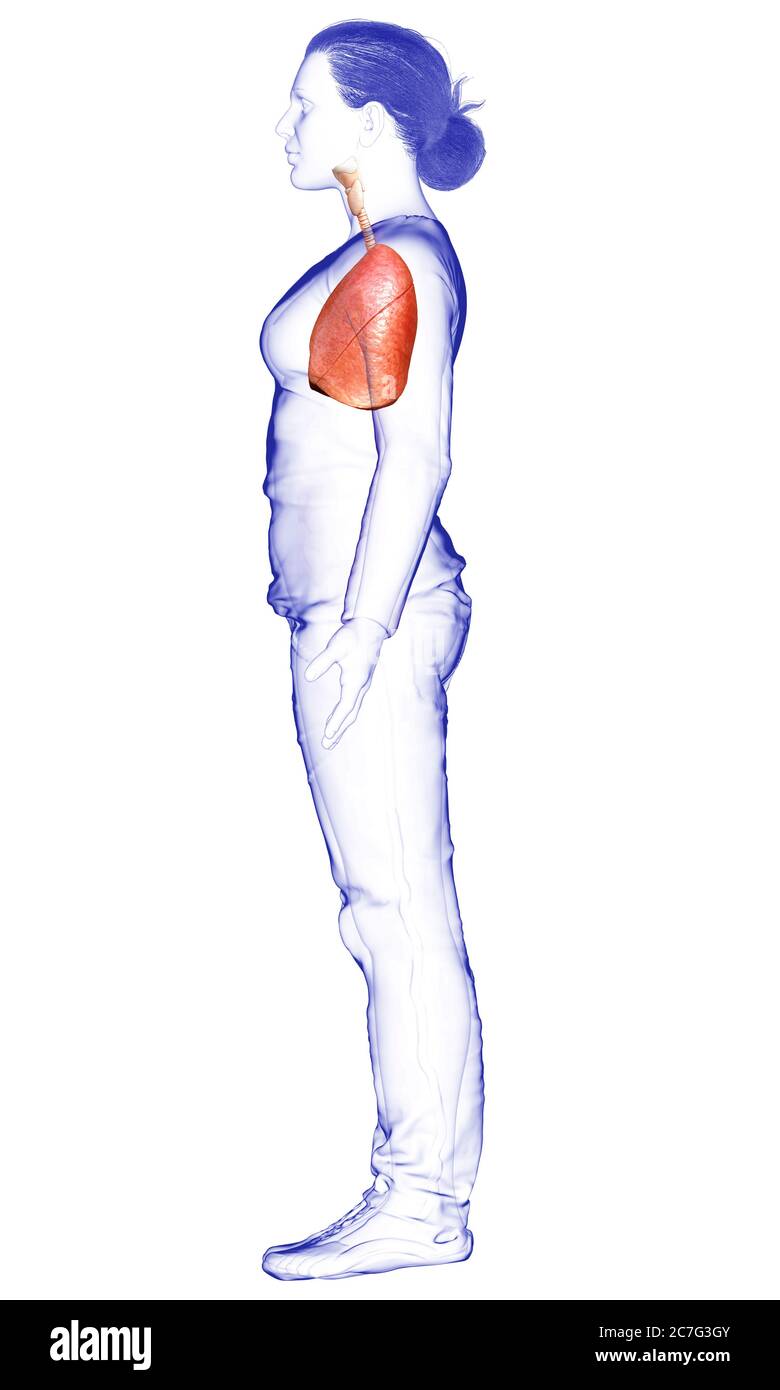 3d rendered, medically accurate illustration of a female lung anatomy ...