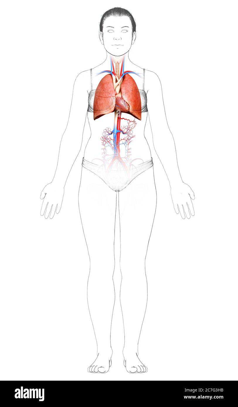 3d rendered, medically accurate illustration of a female lung anatomy ...
