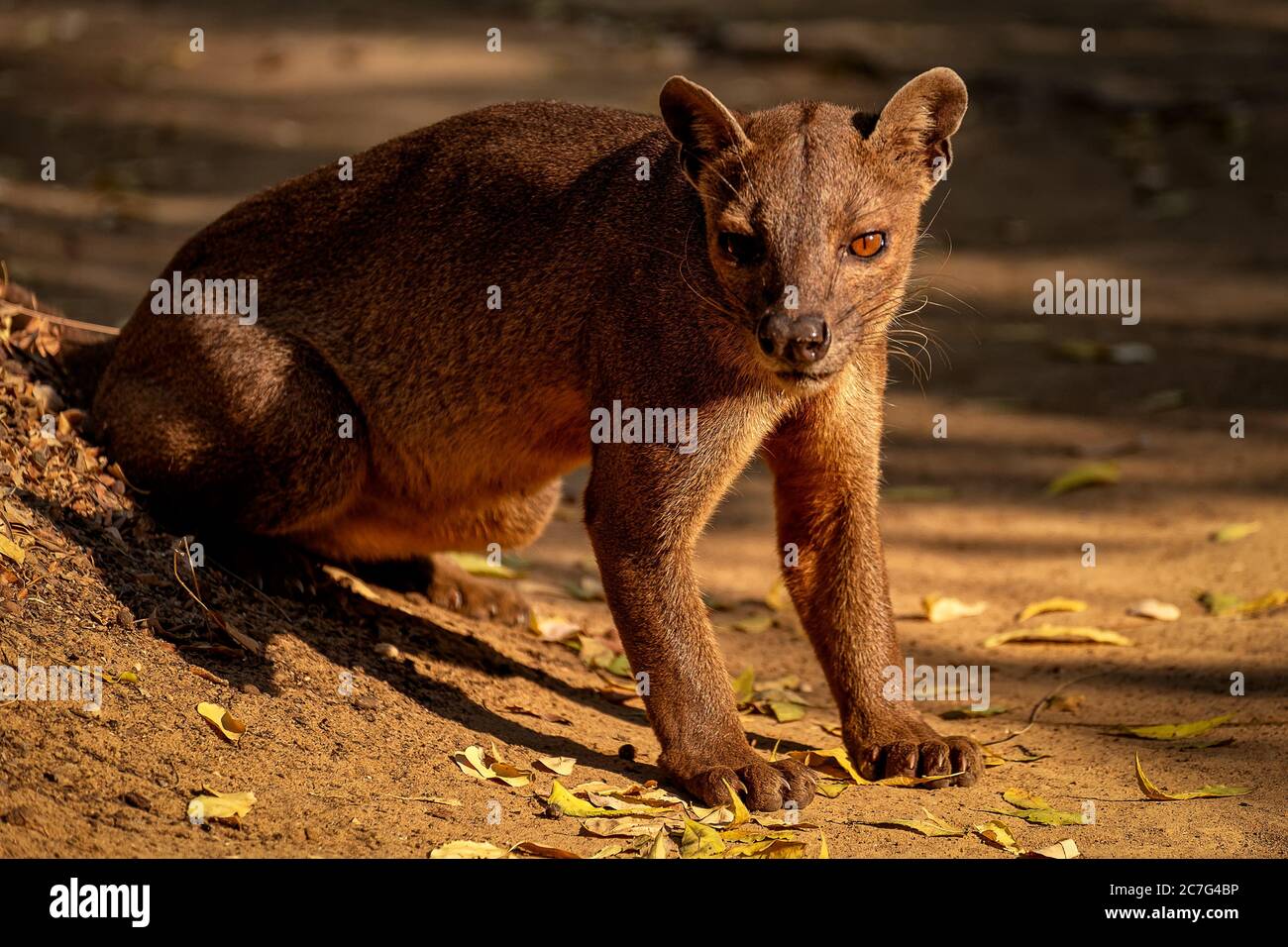Fossa animal illustration hi-res stock photography and images - Alamy