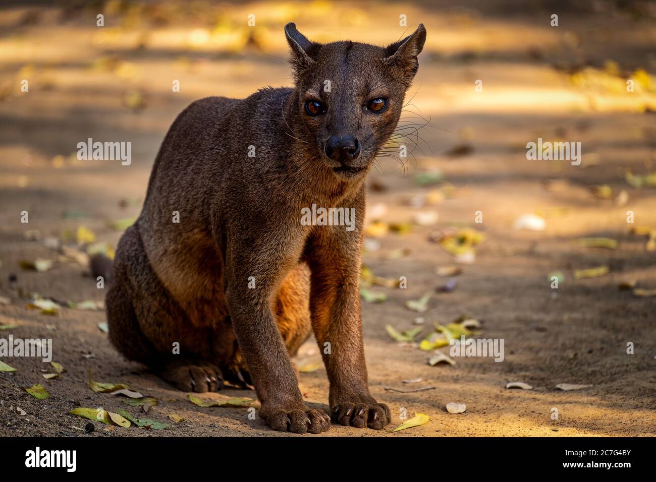 Fossa Animal Outline