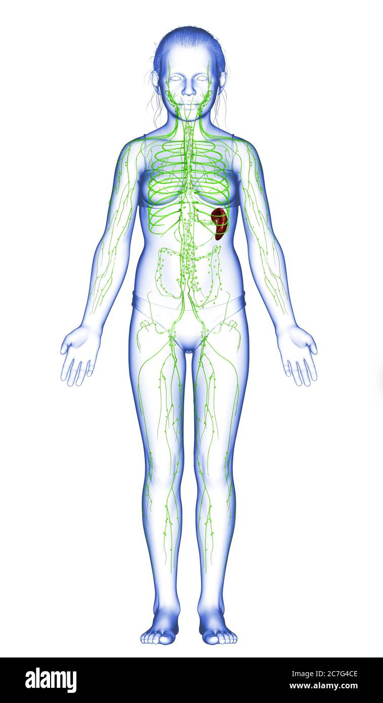 3d rendered medically accurate illustration of a young girl lymphatic ...