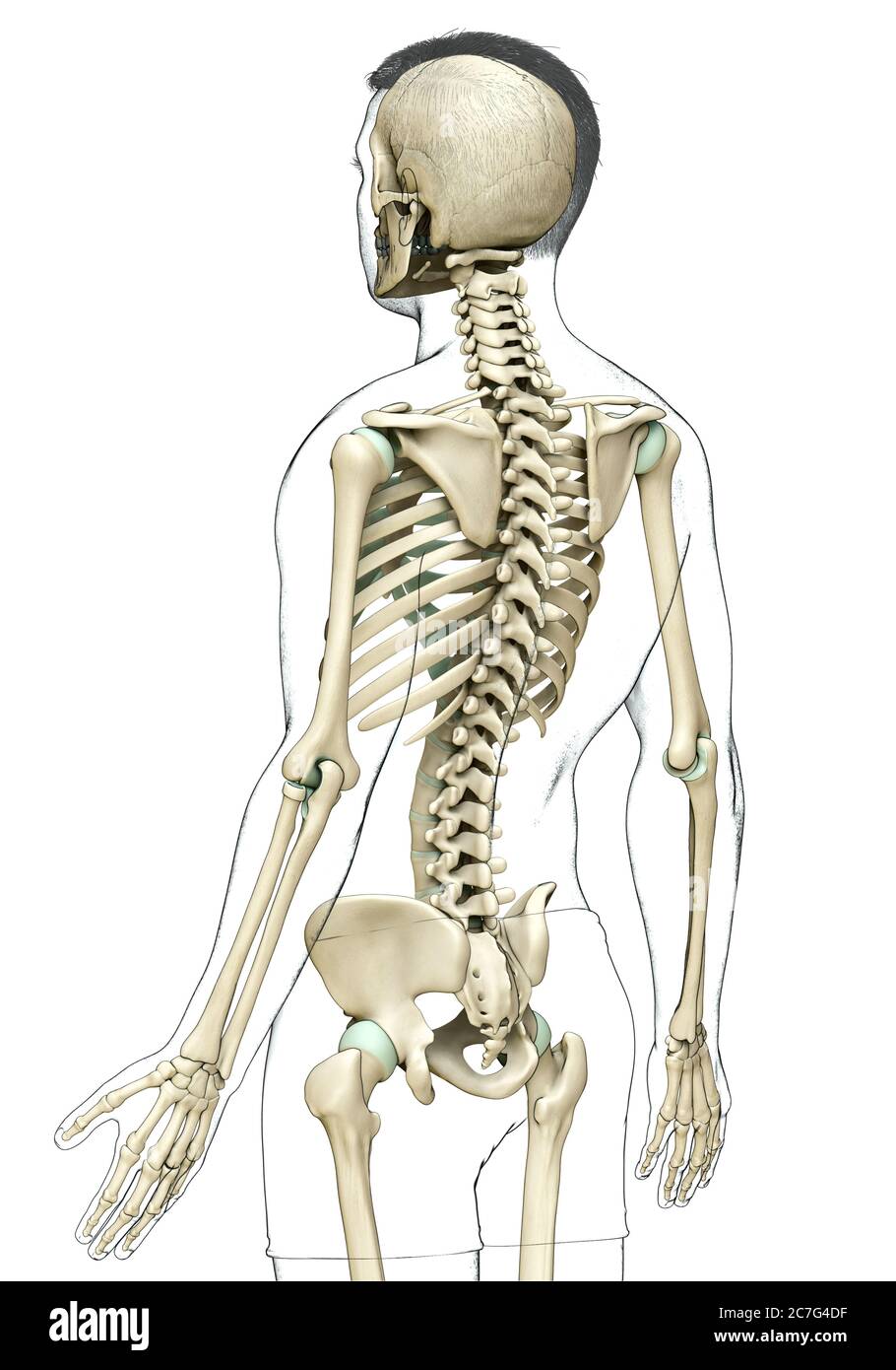 3d rendered, medically accurate illustration of a male skeleton system ...