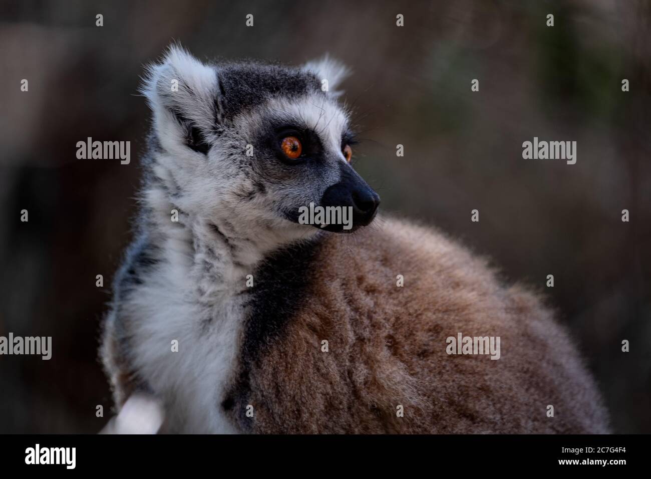 Surprised lemur hi-res stock photography and images - Alamy