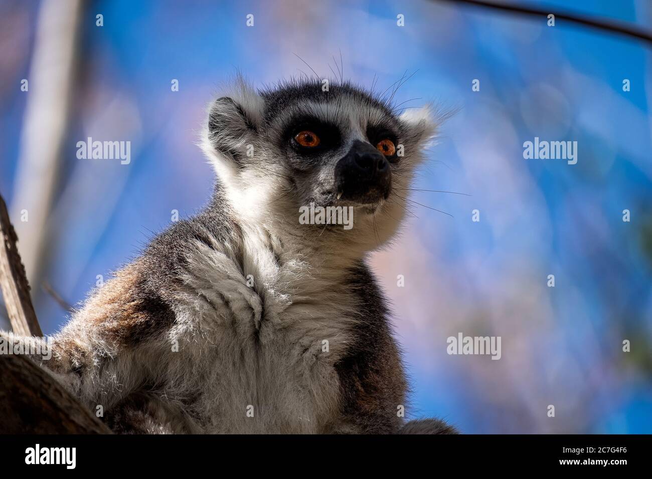 Surprised Lemur High Resolution Stock Photography and Images - Alamy