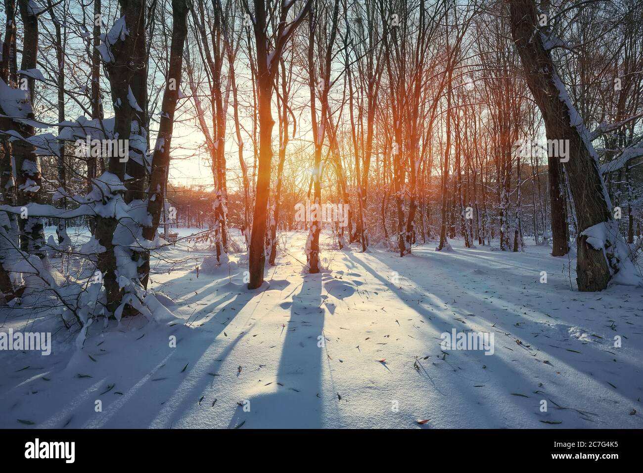 Beautiful winter sunset with trees in the snow. twilight Stock Photo ...