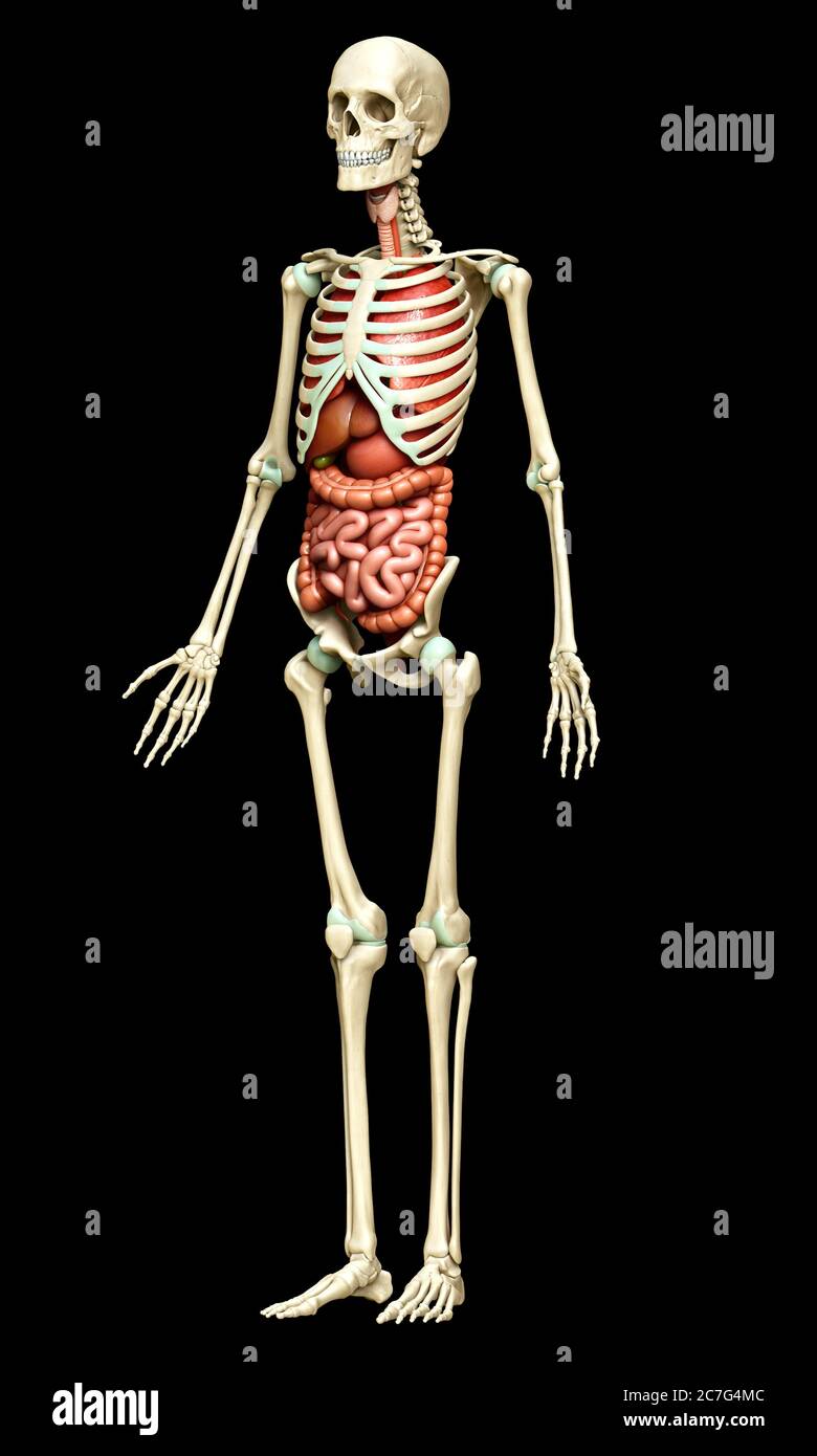 3d rendered medically accurate illustration of female Internal organs ...