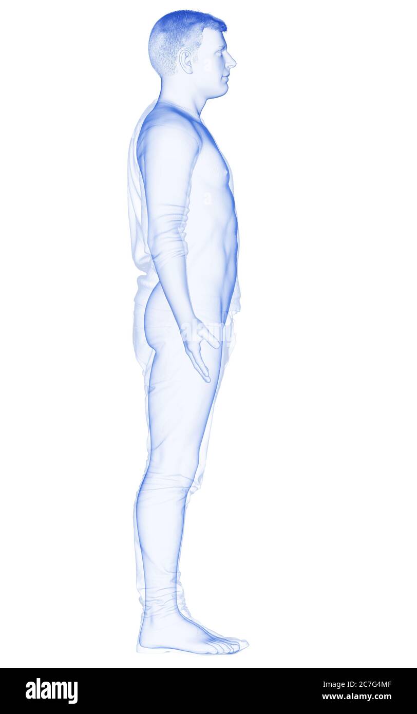3d rendered illustration of the male body Stock Photo - Alamy