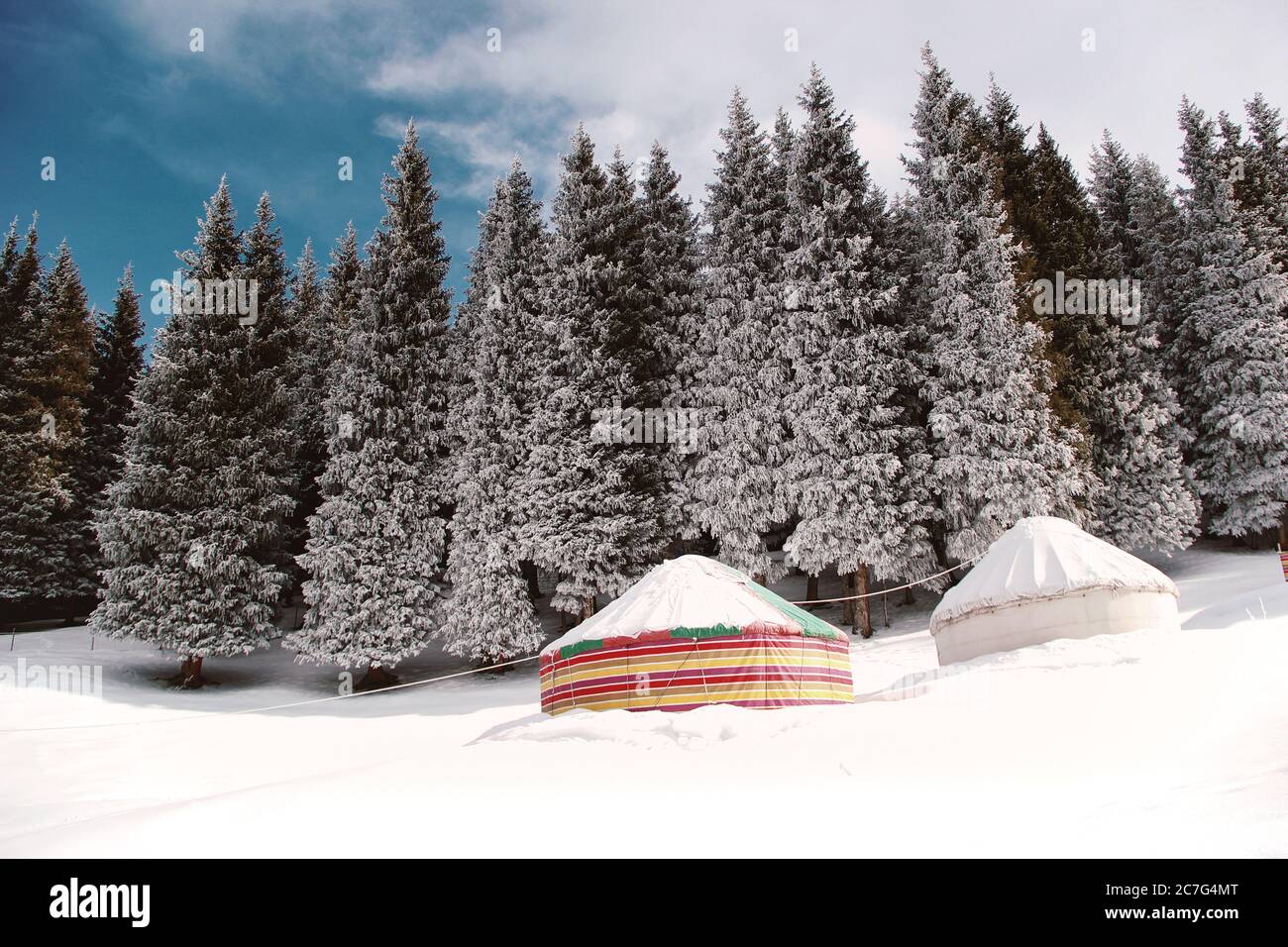 Two yurts in the forest with tall pine trees covered with snow in ...