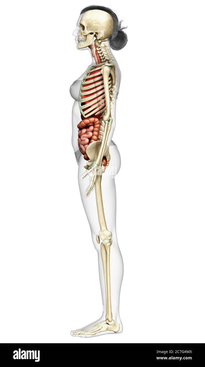 3d rendered medically accurate illustration of female Internal organs ...