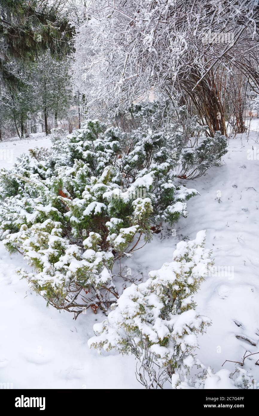 Snow covered bushes hi-res stock photography and images - Alamy