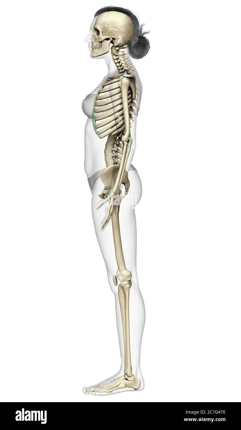 3d rendered, medically accurate illustration of a female skeleton ...