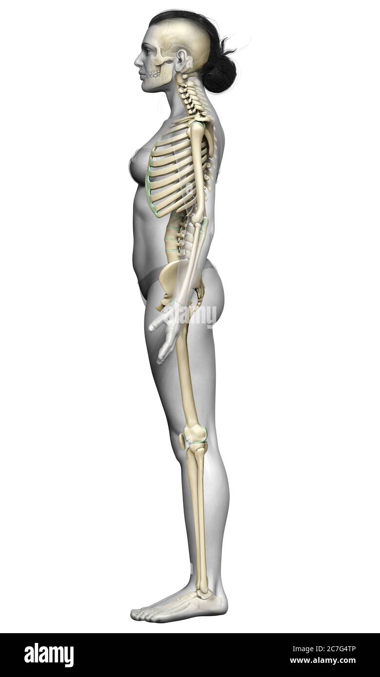 3d rendered, medically accurate illustration of a female skeleton ...