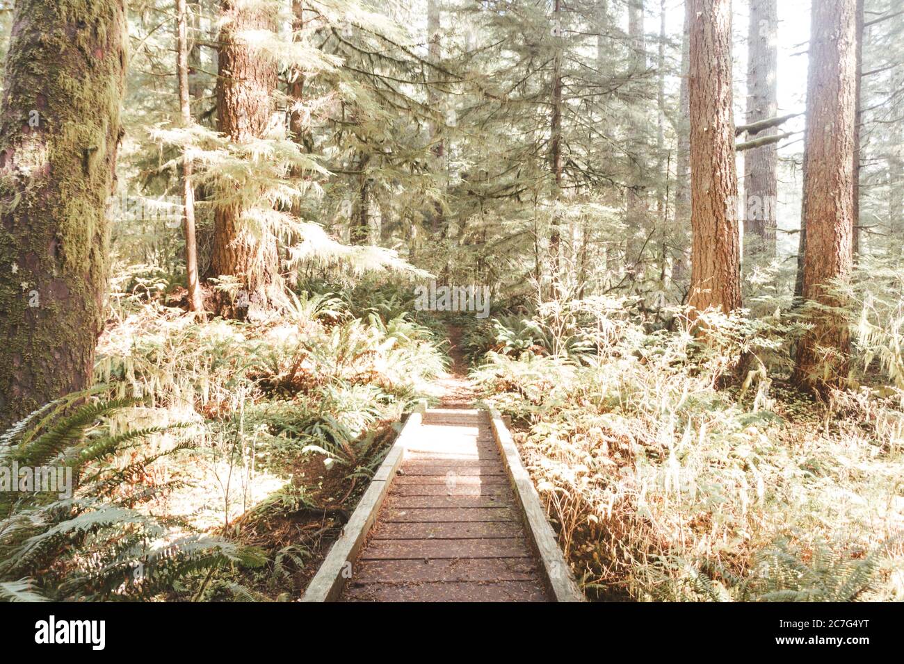 Man-made wooden path in the sunny forest surrounded with trees Stock ...