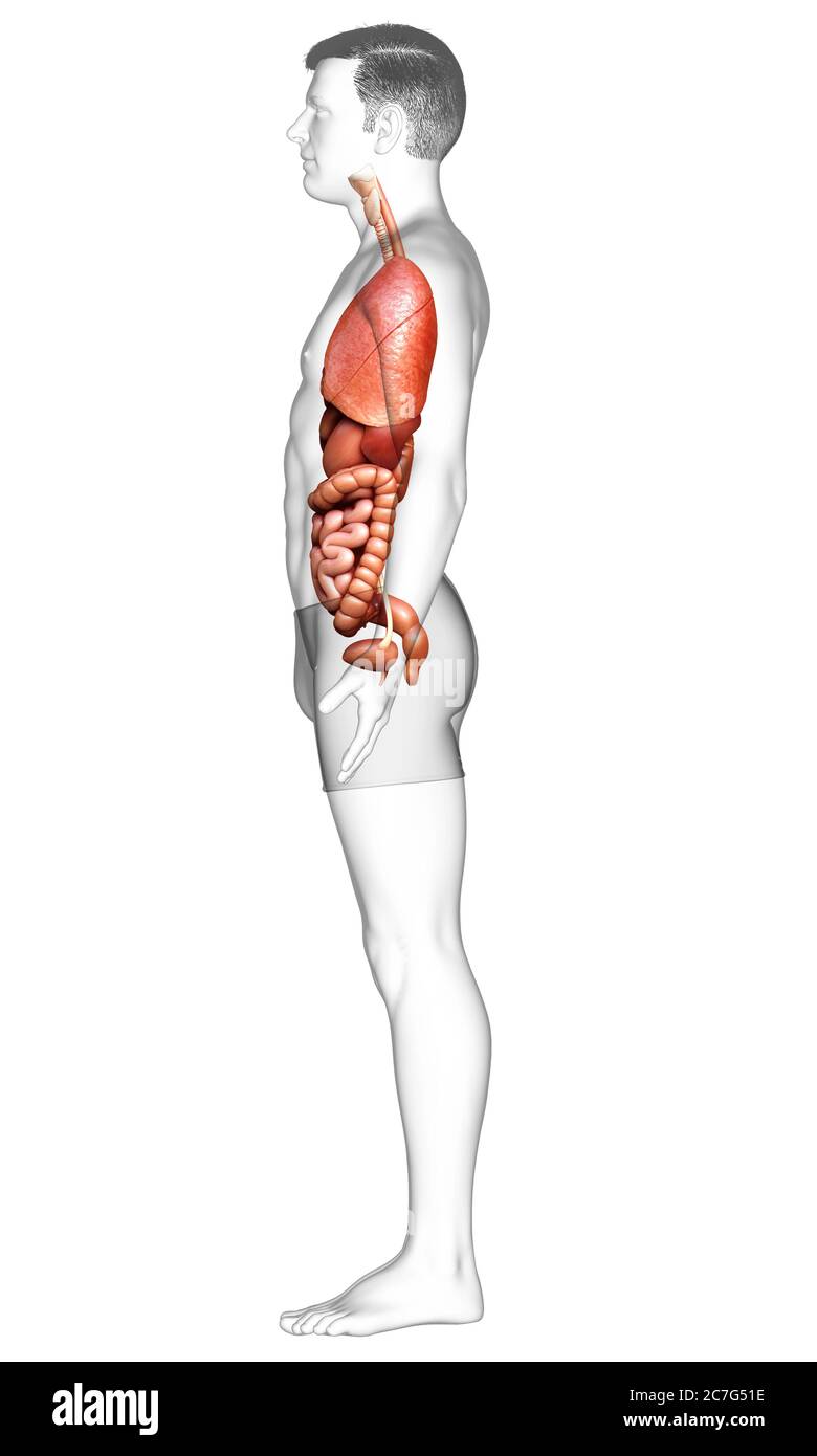 3d Rendered Medically Accurate Illustration Of Male Internal Organs