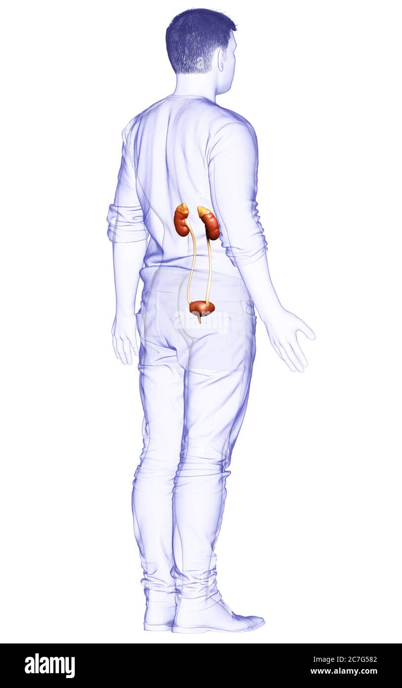 3d rendered, medically accurate illustration of the kidneys Stock Photo ...