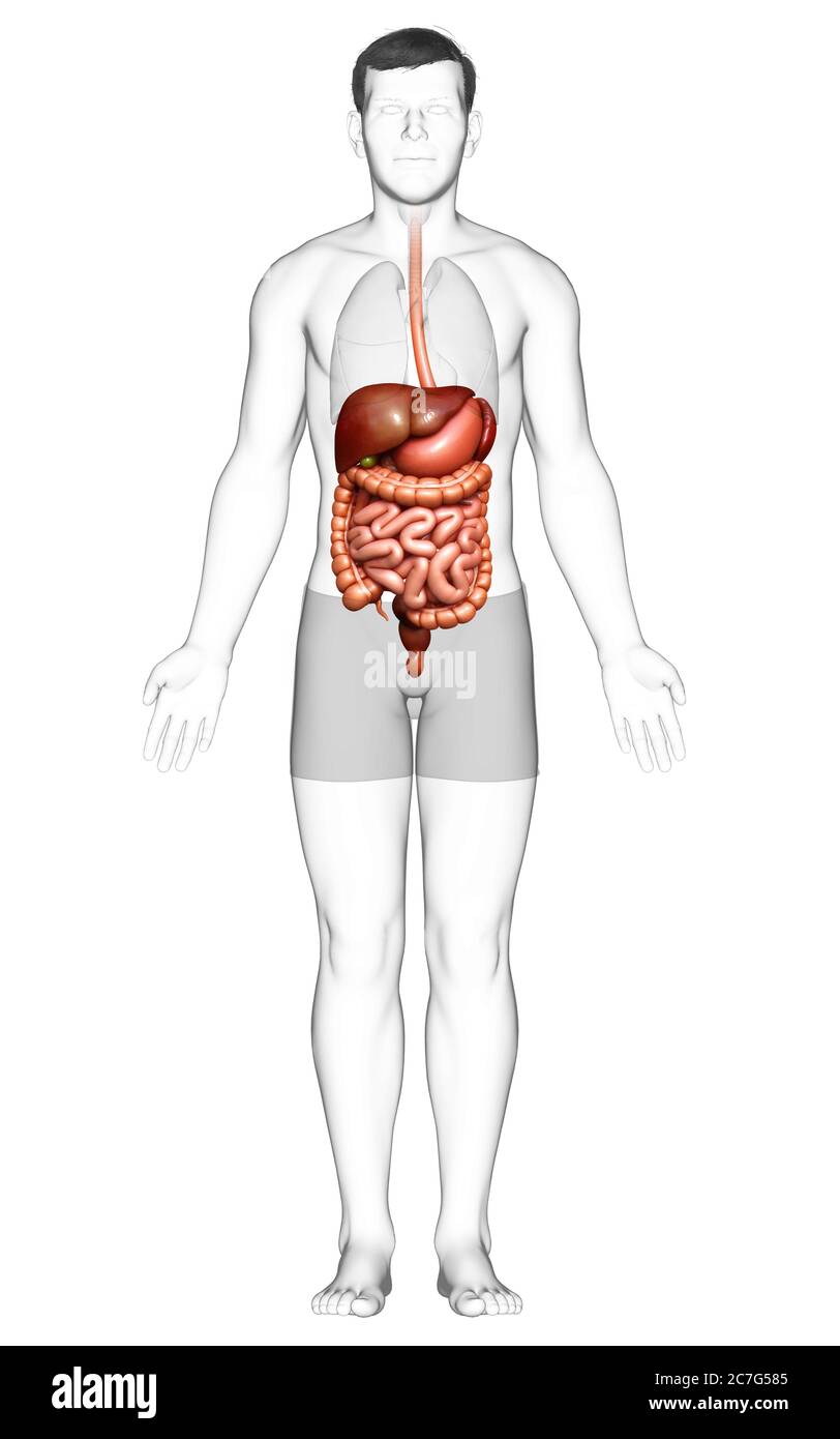 3d rendered medically accurate illustration of male Digestive System ...