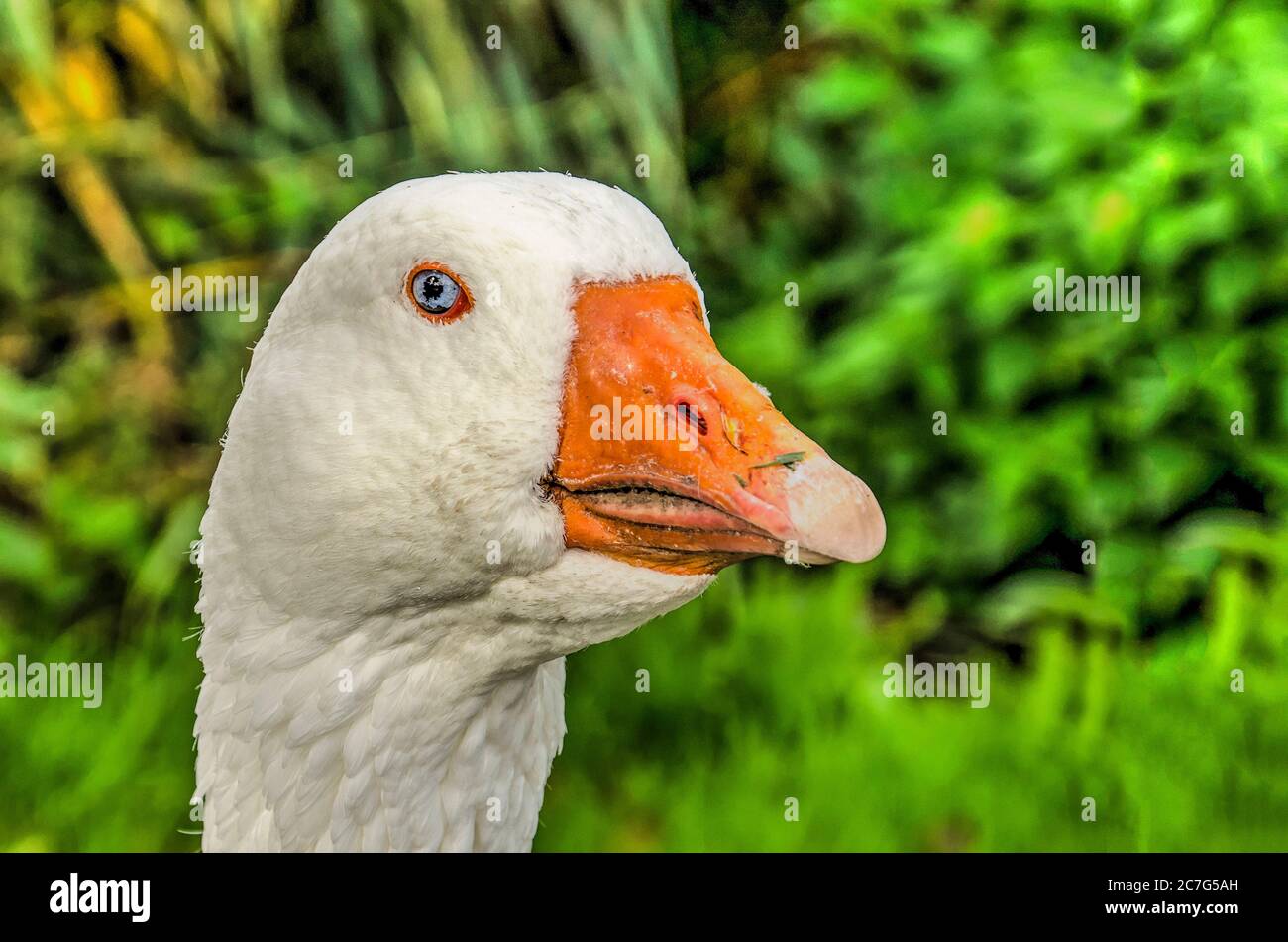 Close-up of the face of a white goose with orange beak and blue eyes ...