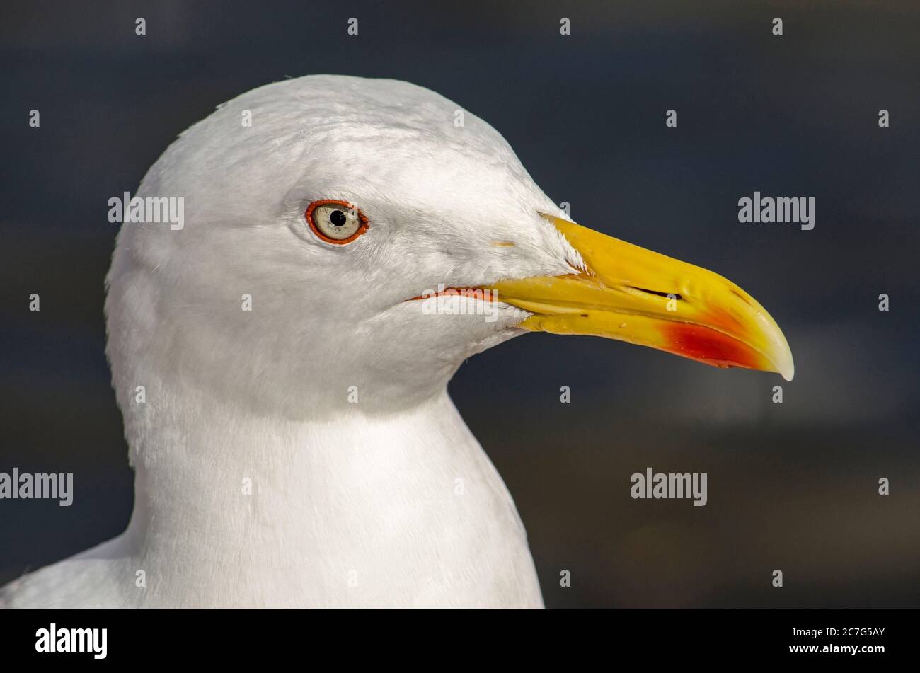 Close up of the face of a seagull with white feathers, and mostly ...