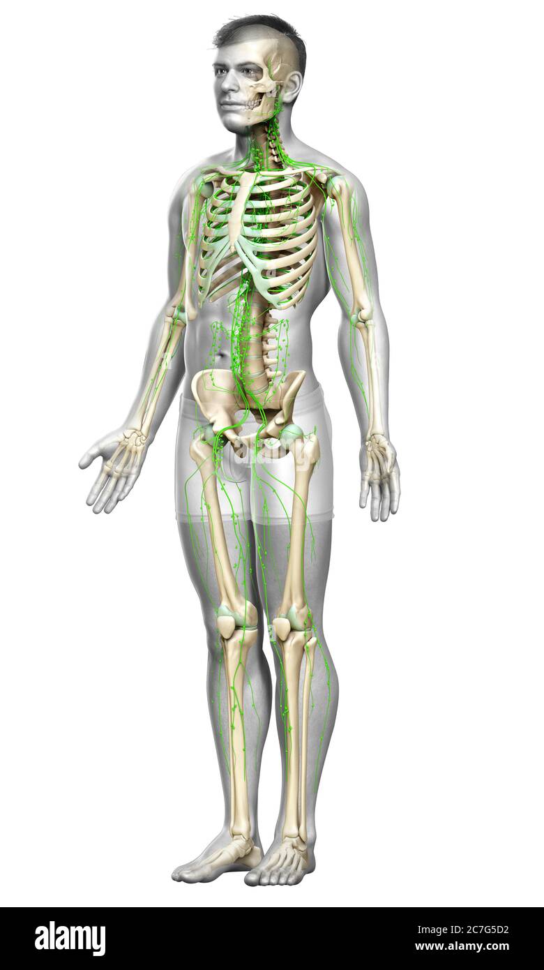 3d rendered medically accurate illustration of a male lymphatic system ...