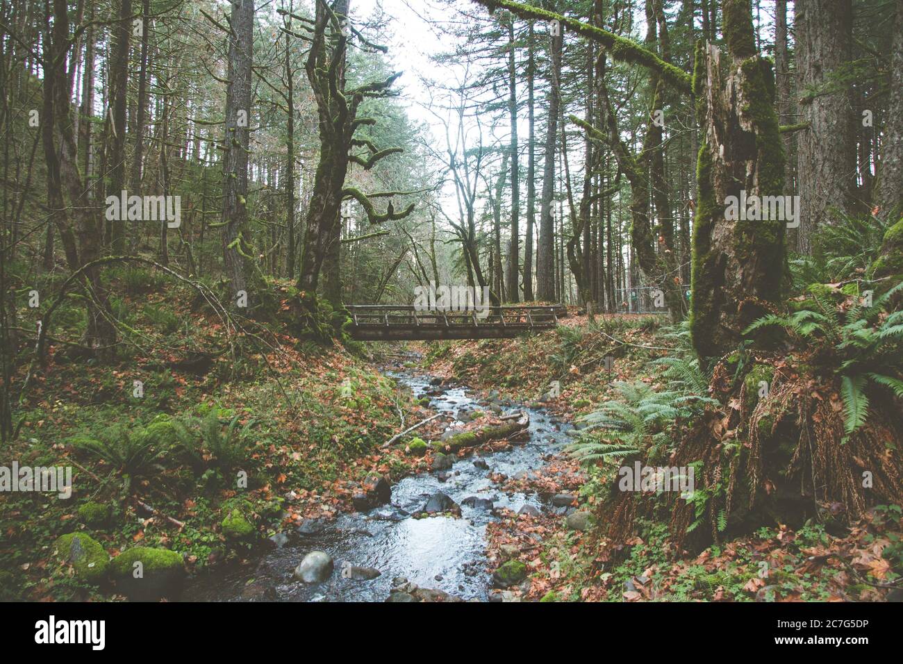 Amazon Rainforest Leaf Fall High Resolution Stock Photography and ...