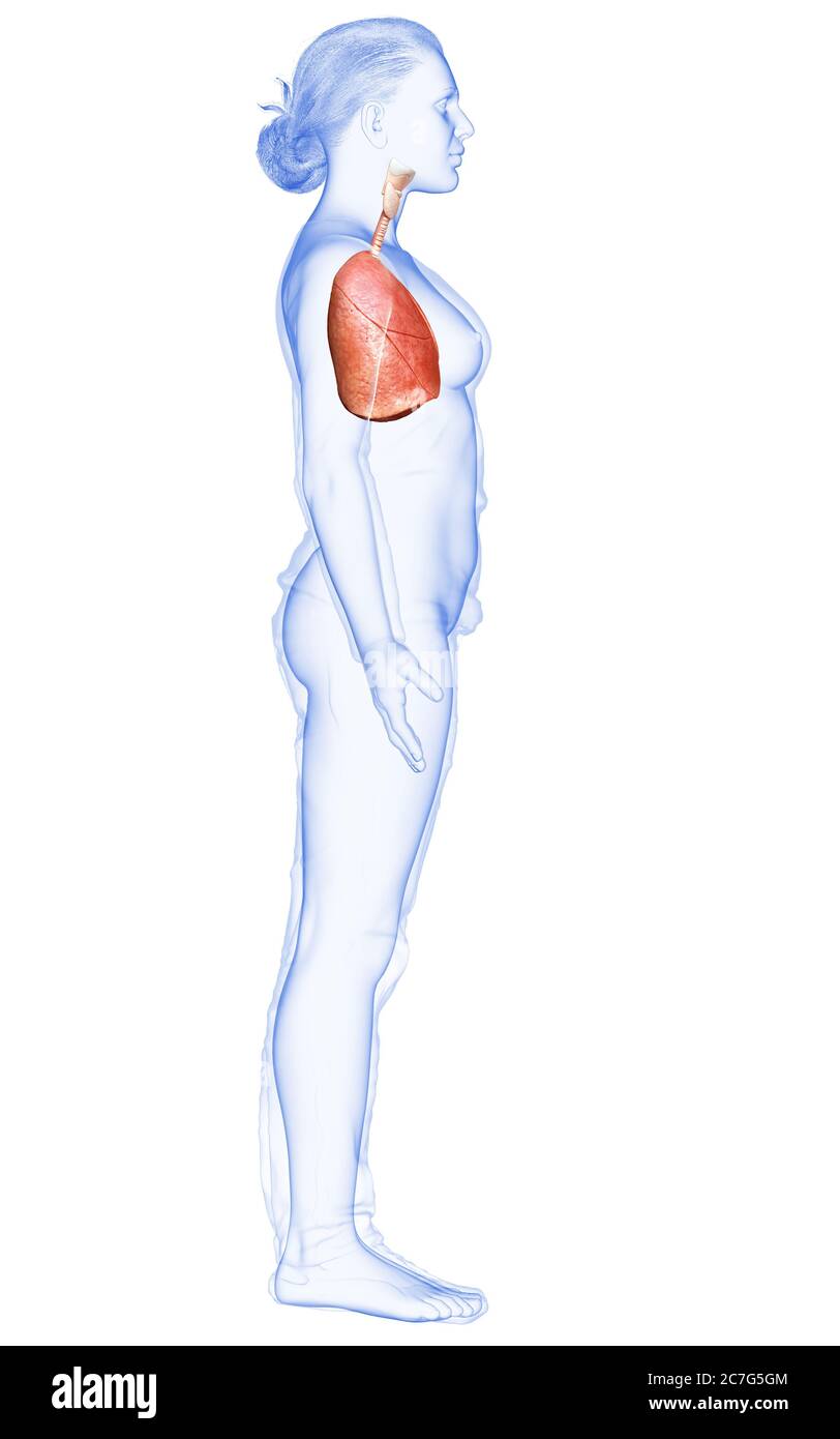 3d rendered, medically accurate illustration of a female lung anatomy ...